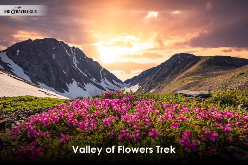 Explore the Beauty of Valley of Flowers - Complete Travel Guide