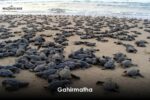 Odisha: The Hidden Jewel of India That Will Steal Your Heart