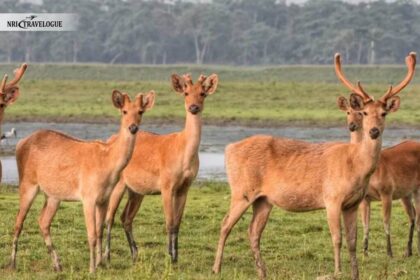 Kaziranga Safari Guide: Zones, Timings, & Booking
