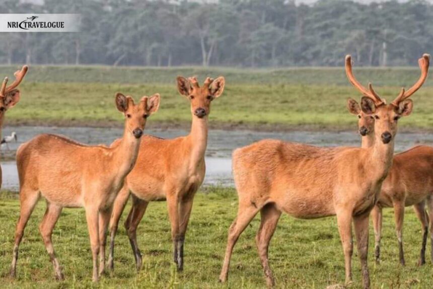 Kaziranga Safari Guide: Zones, Timings, & Booking